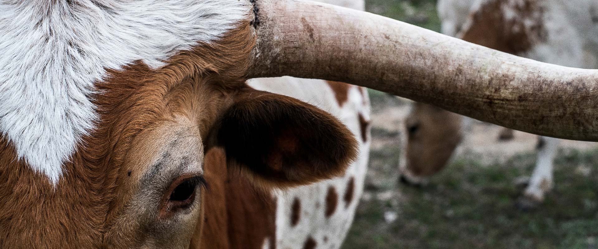 Get the Best Commercial Ice Machine in Dallas at the Best Price | Easy Ice